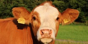 Why Do Cows Moo? 7 Reasons to Know | Farming Base