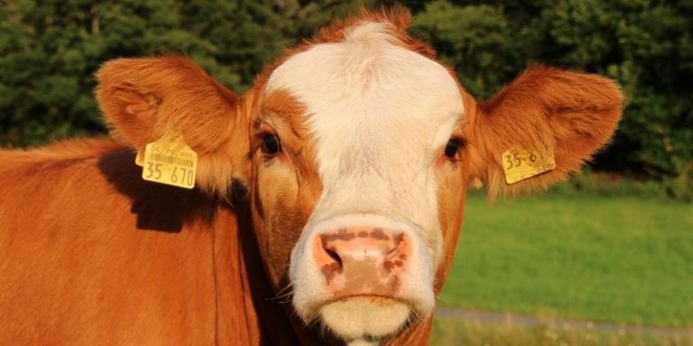 Why Do Cows Moo? 7 Reasons to Know | Farming Base