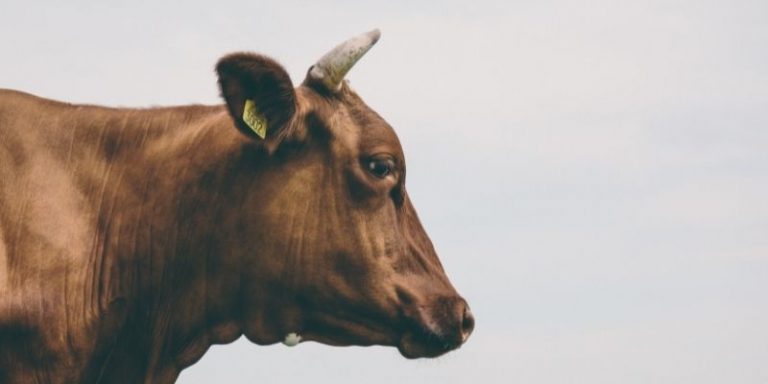 Do Cows Cry? (Watery Eyes, Fear And Other Signs) | Farming Base