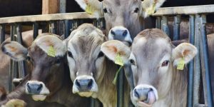 What is A Group of Cows Called? (7 Names) | Farming Base