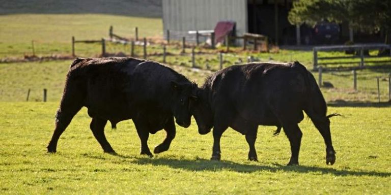 127+ Bull Names: Famous and Powerful Ideas | Farming Base