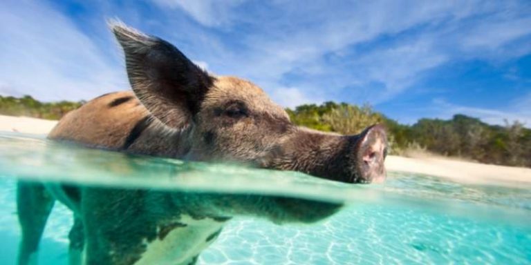 Can Pigs Swim? 7 Facts About Pigs Swimming | Farming Base