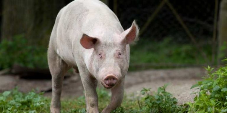 8 Meat Pig Breeds with Pictures | Farming Base