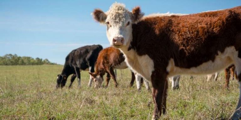 7 White Faced Cattle Breeds with Pictures | Farming Base