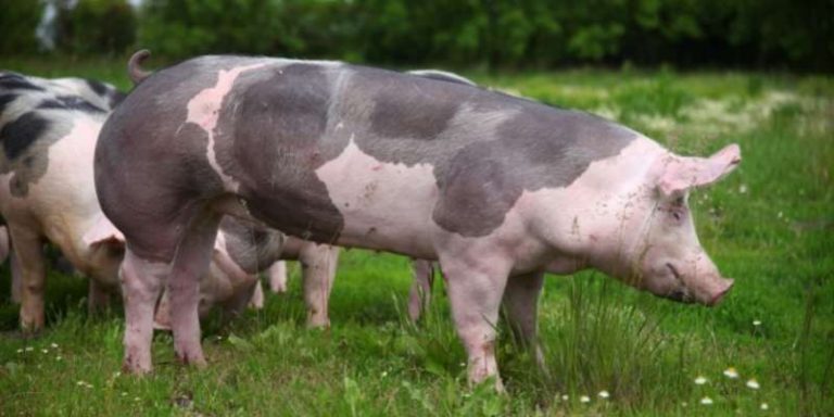 8 Meat Pig Breeds with Pictures | Farming Base