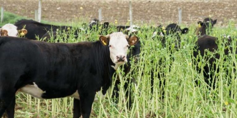 7 White Faced Cattle Breeds with Pictures | Farming Base