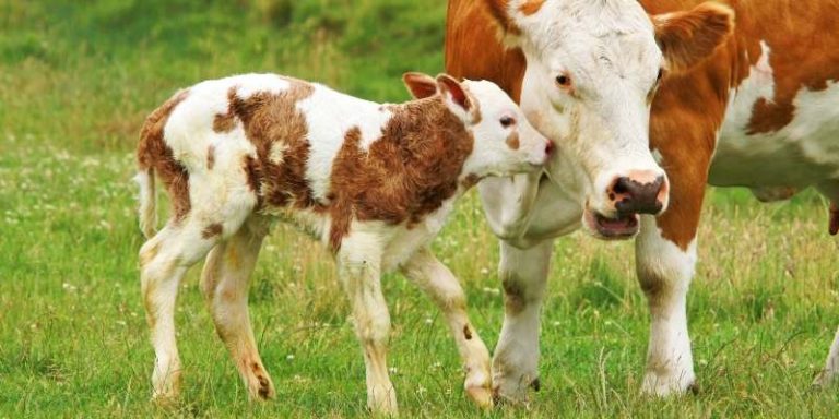 Do Cows Have Fur? | Farming Base