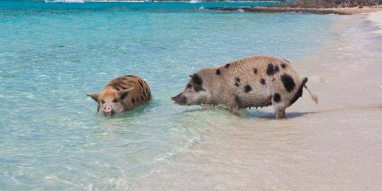 Can Pigs Swim? 7 Facts About Pigs Swimming | Farming Base