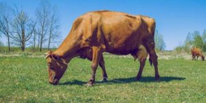 5 Brown Cow Breeds with Pictures | Farming Base