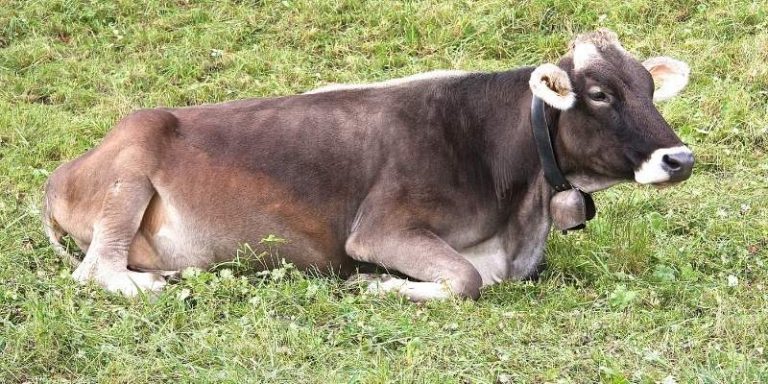 5 Brown Cow Breeds with Pictures | Farming Base