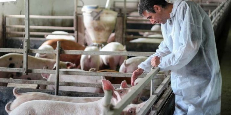 Do Pigs Eat Humans? Attack Behavior | Farming Base