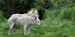 What Eat Pigs? 7 Common Pig Predators | Farming Base