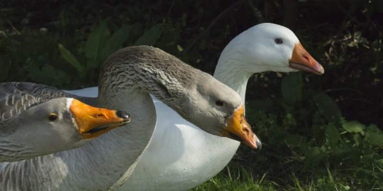 Do Geese Have Teeth? Facts and Pictures | Farming Base