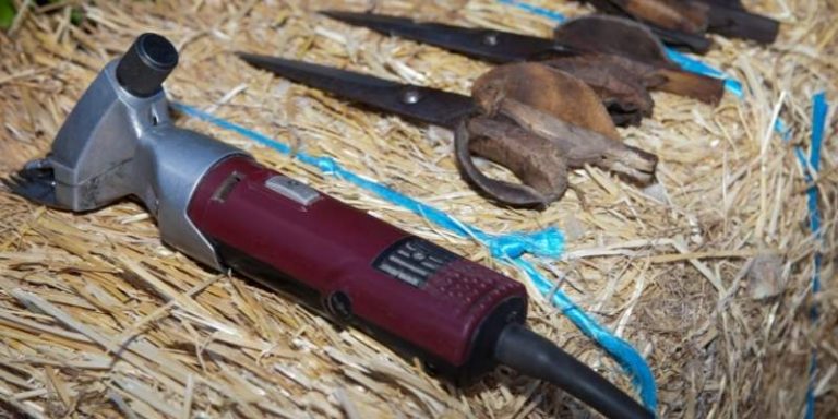 The 7 Best Goat Clippers of 2022 | Farming Base