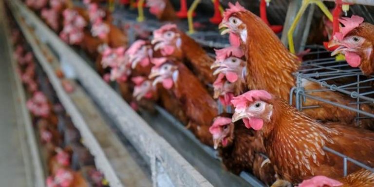 How Many Bags of Feed For 1000 Layers? | Farming Base