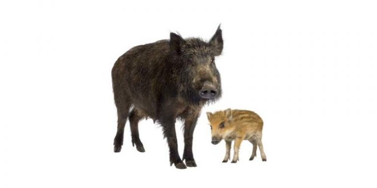 Pigs vs Boars: What is the Difference? | Farming Base