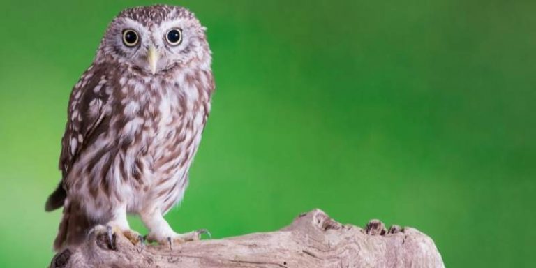 What Eats Duck? 11 Common Duck Predators | Farming Base