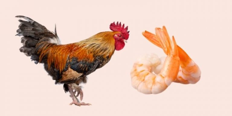 Can Chickens Eat Shrimp? 3 Health Benefits | Farming Base
