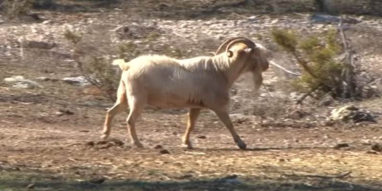Catalina Goat: Characteristics and Hunting Facts | Farming Base
