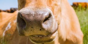 Do Cows Bite? 3 Facts with Teeth Function | Farming Base