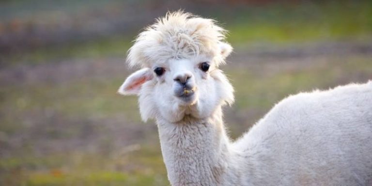 How Much Does An Alpaca Cost? Price Breakdown | Farming Base