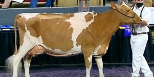 Guernsey Cow - Everything You Need To Know | Farming Base