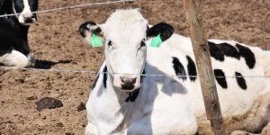 Why Do Cows Stare at You? (7 Reasons) | Farming Base