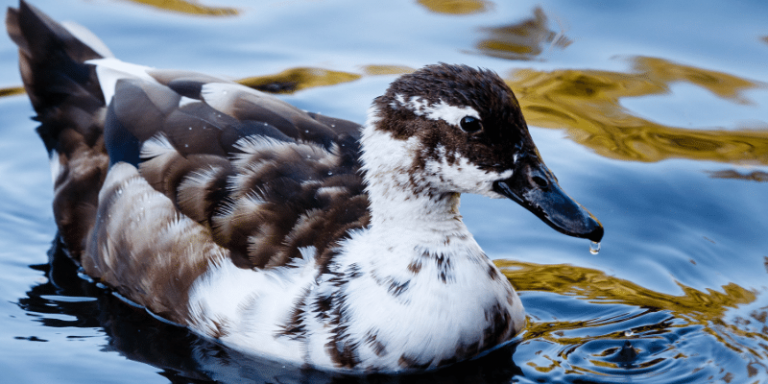 7 Duck Breeds that Can Not Ply | Farming Base