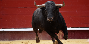 Are Bulls Color Blind? 3 Colors Test | Farming Base