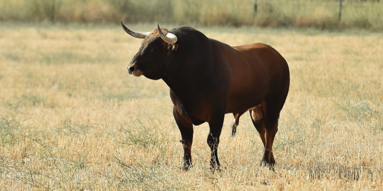 6 African Cattle Breeds with Pictures | Farming Base