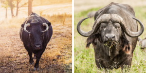 Bull vs. Buffalo: Differences & Comparisons | Farming Base