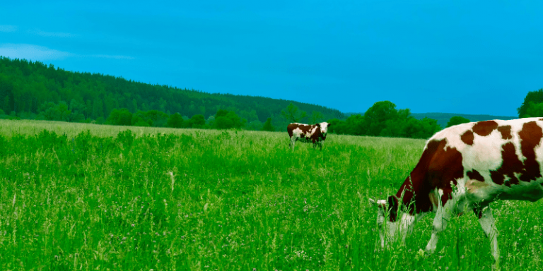 Do Cows Have Belly Buttons? | Farming Base