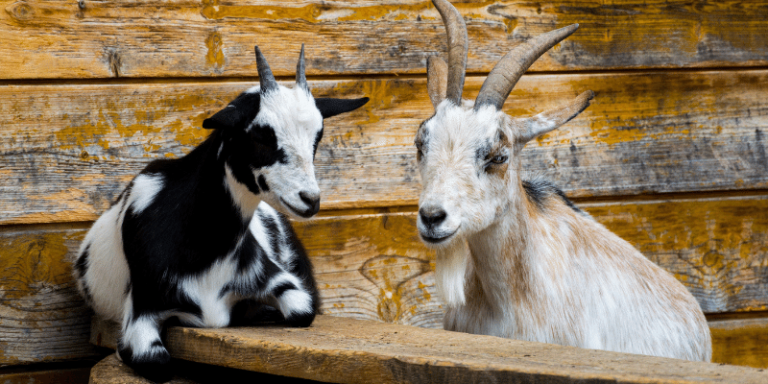 Do Goats Sleep Standing Up? | Farming Base