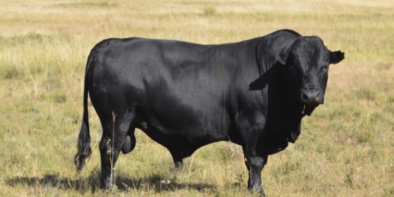 6 African Cattle Breeds with Pictures | Farming Base