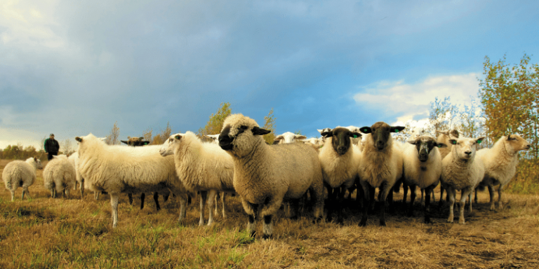 Can I Keep Farm Animals on My Property? | Farming Base