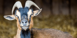 Do Goats Sleep Standing Up? | Farming Base