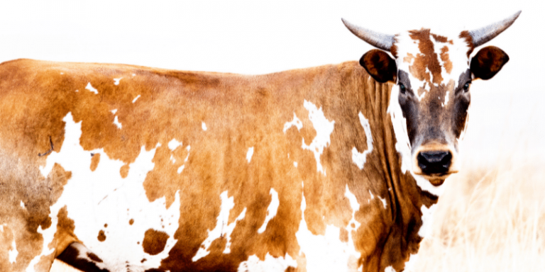 6 African Cattle Breeds with Pictures | Farming Base