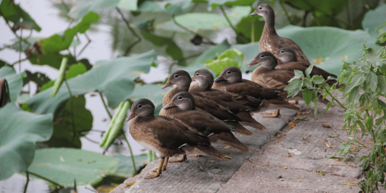 When Do Ducks Molt? 3 Seasons | Farming Base