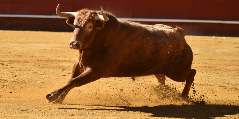 Why Do Bulls Get Angry? 3 Reasons | Farming Base