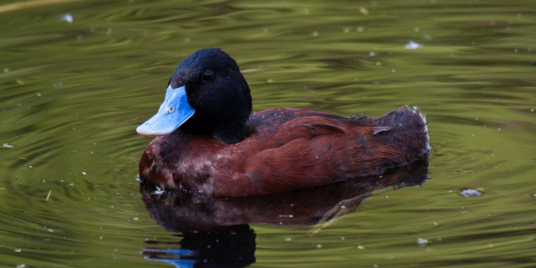 11 Australian Duck Breeds with Pictures | Farming Base