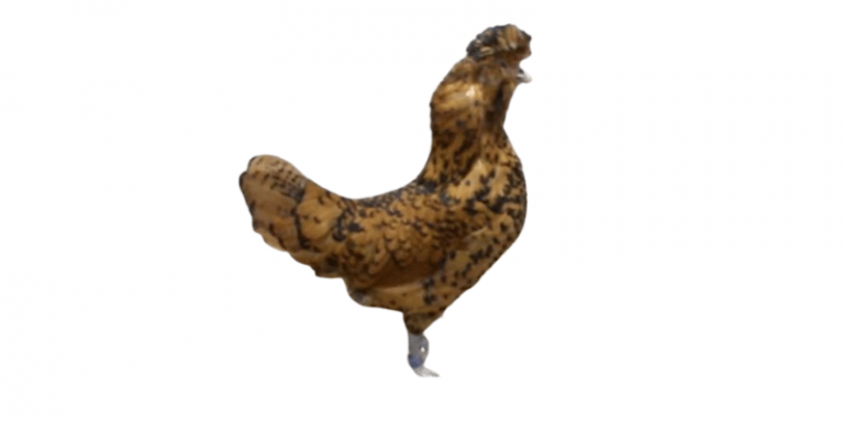 7 Chicken Breeds with Mohawks | Farming Base
