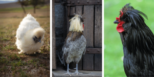 7 Chicken Breeds with Mohawks | Farming Base