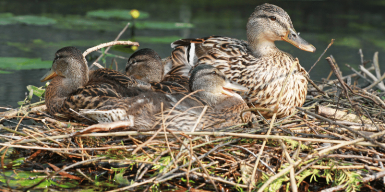 Do Ducks Make Nests? | Farming Base