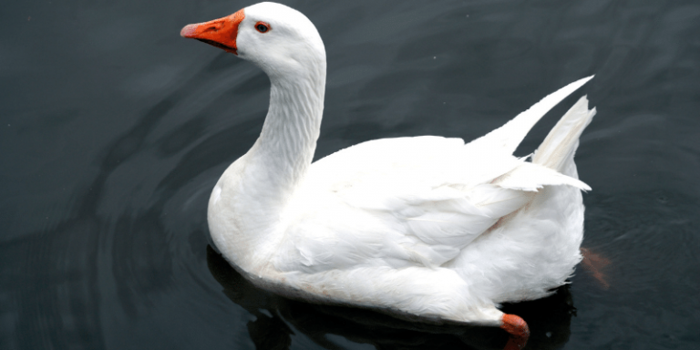 11 Domestic Geese Breeds with Pictures | Farming Base