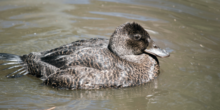 11 Australian Duck Breeds with Pictures | Farming Base