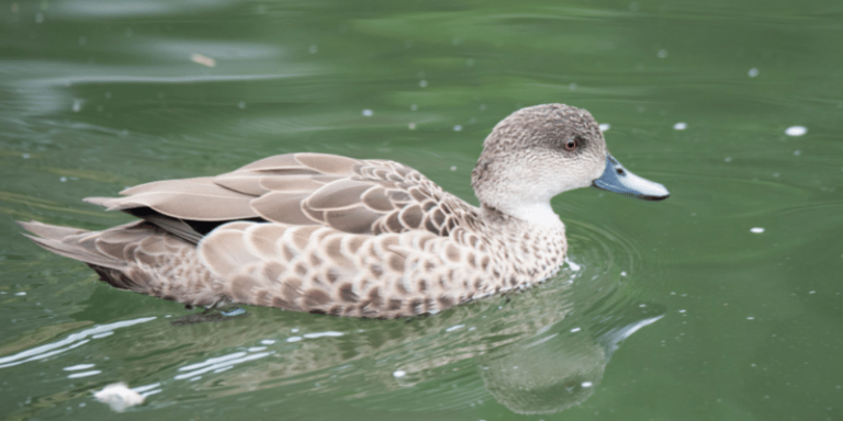 11 Australian Duck Breeds with Pictures | Farming Base