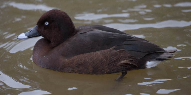 11 Australian Duck Breeds with Pictures | Farming Base