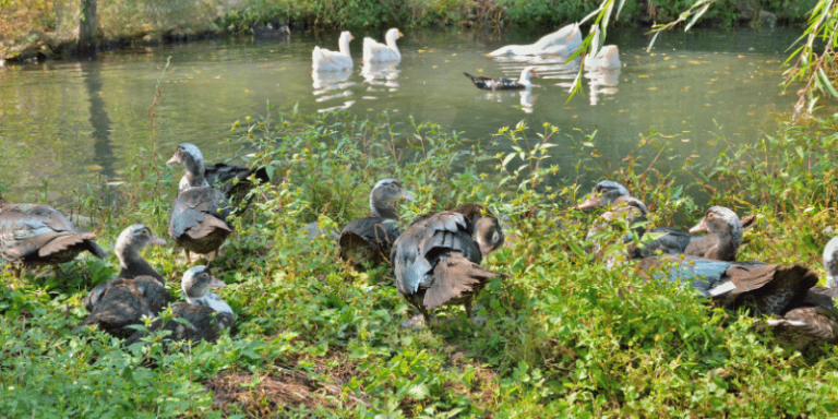 11 Australian Duck Breeds with Pictures | Farming Base