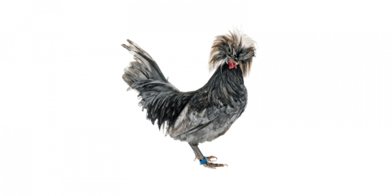7 Chicken Breeds with Mohawks | Farming Base