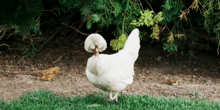 9 Types of Roosters with Ponytail | Farming Base